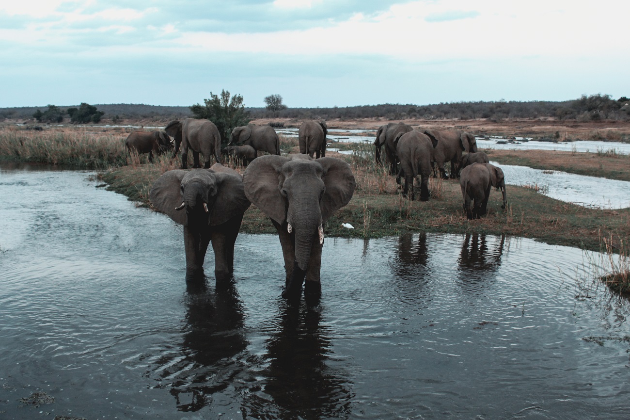 Safari au parc Kruger : 4 jours dans le bush - Lilytoutsourire